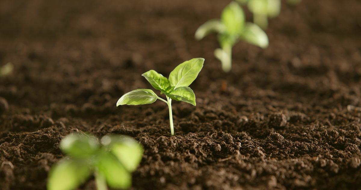 What Is an Autotroph?