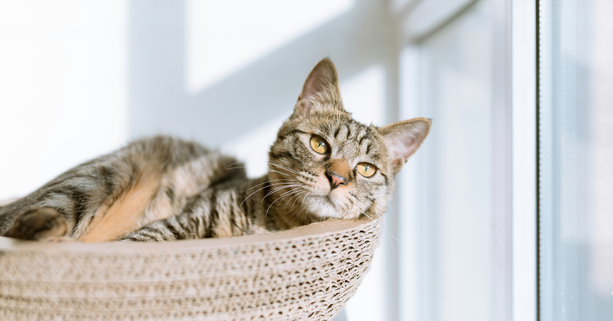 What Do Cats Think About? Experts Weigh in on Cat Thoughts