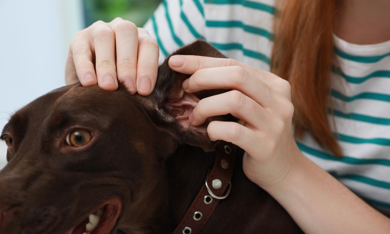 Check Out These Useful Methods for Tick Prevention in Dogs