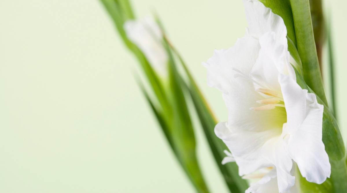 Deeper Meanings Behind the Gladiolus Flower, Explained