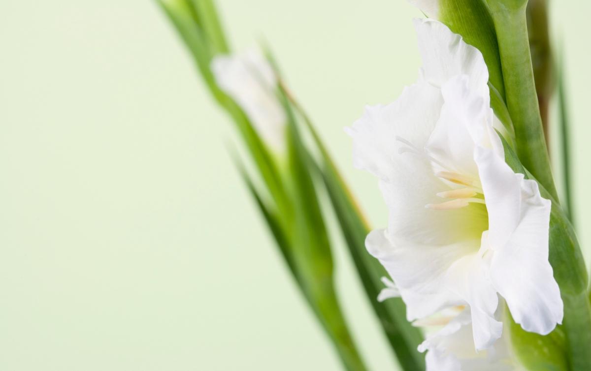 Deeper Meanings Behind the Gladiolus Flower, Explained