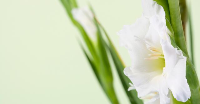 Deeper Meanings Behind the Gladiolus Flower, Explained