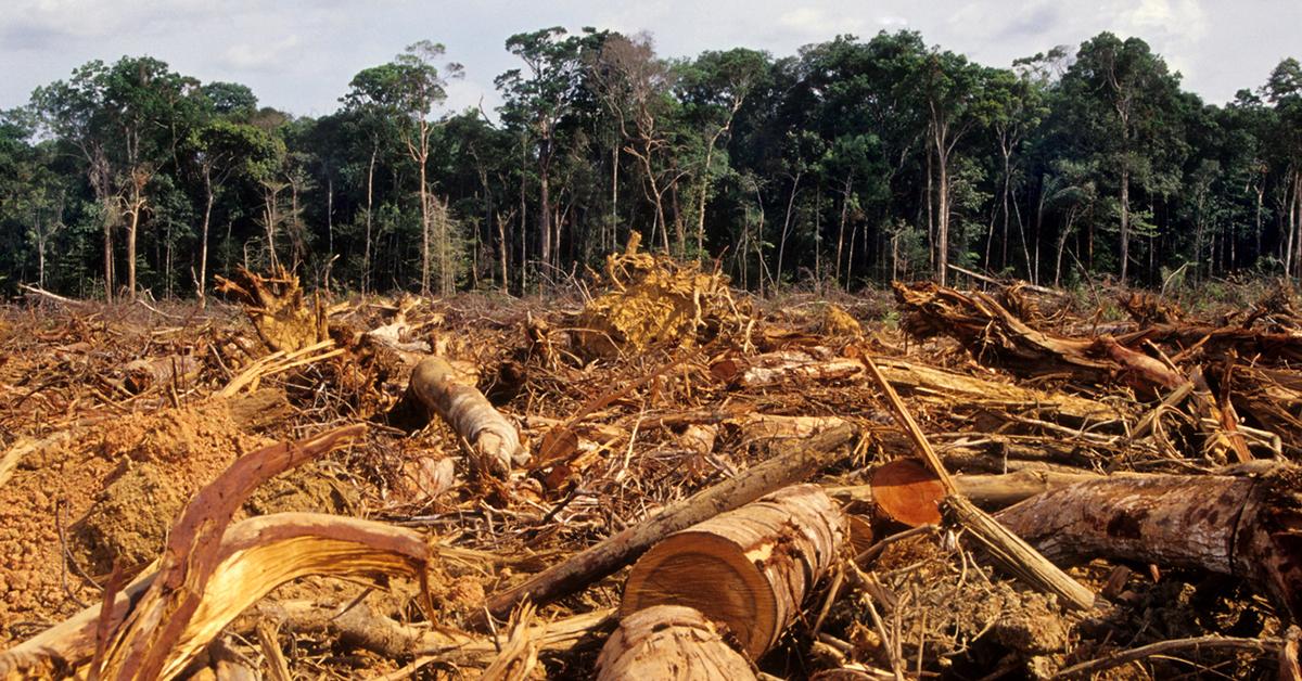 How Does Deforestation Affect the Carbon Cycle?