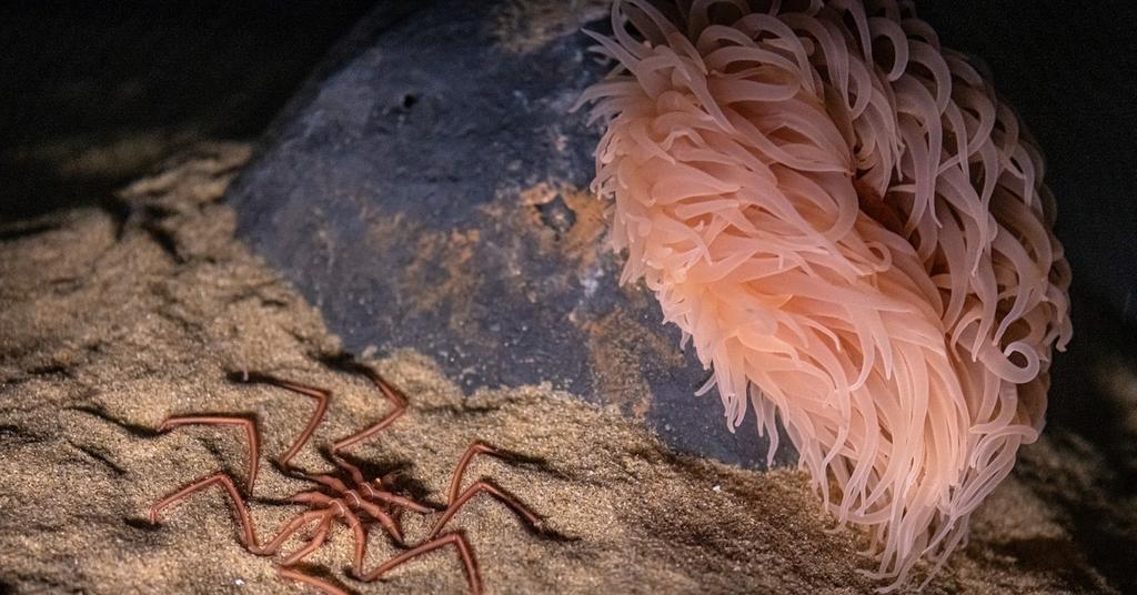 Oceanic Spiders: What to Know About These Underwater Creatures