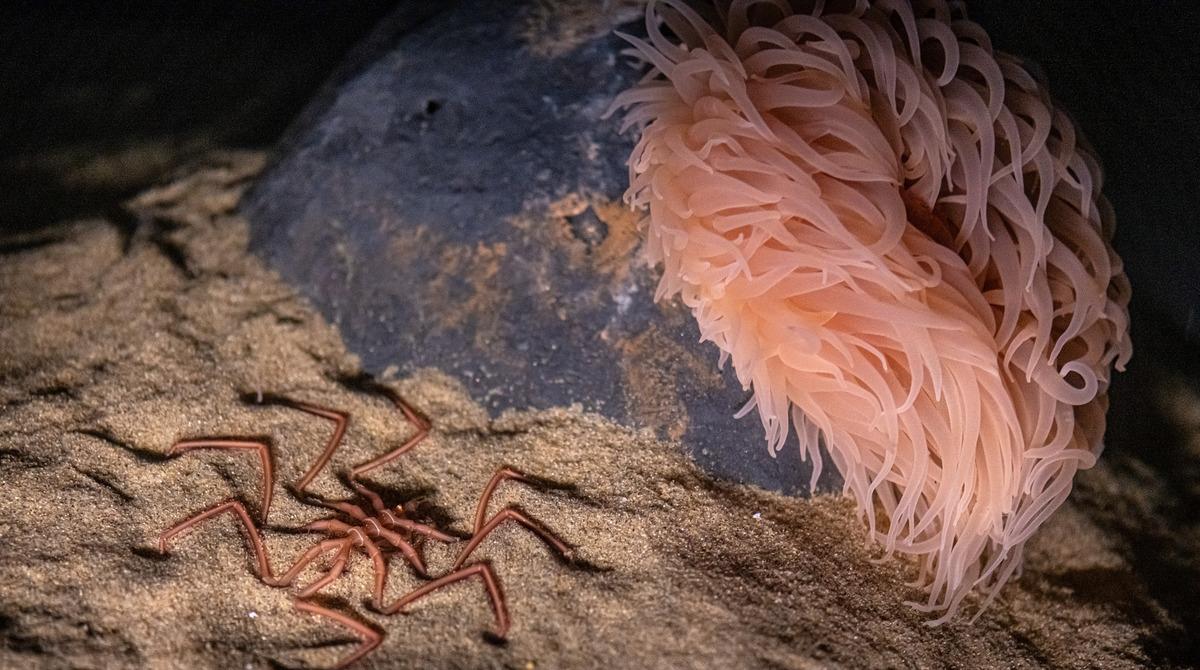 Oceanic Spiders: What to Know About These Underwater Creatures