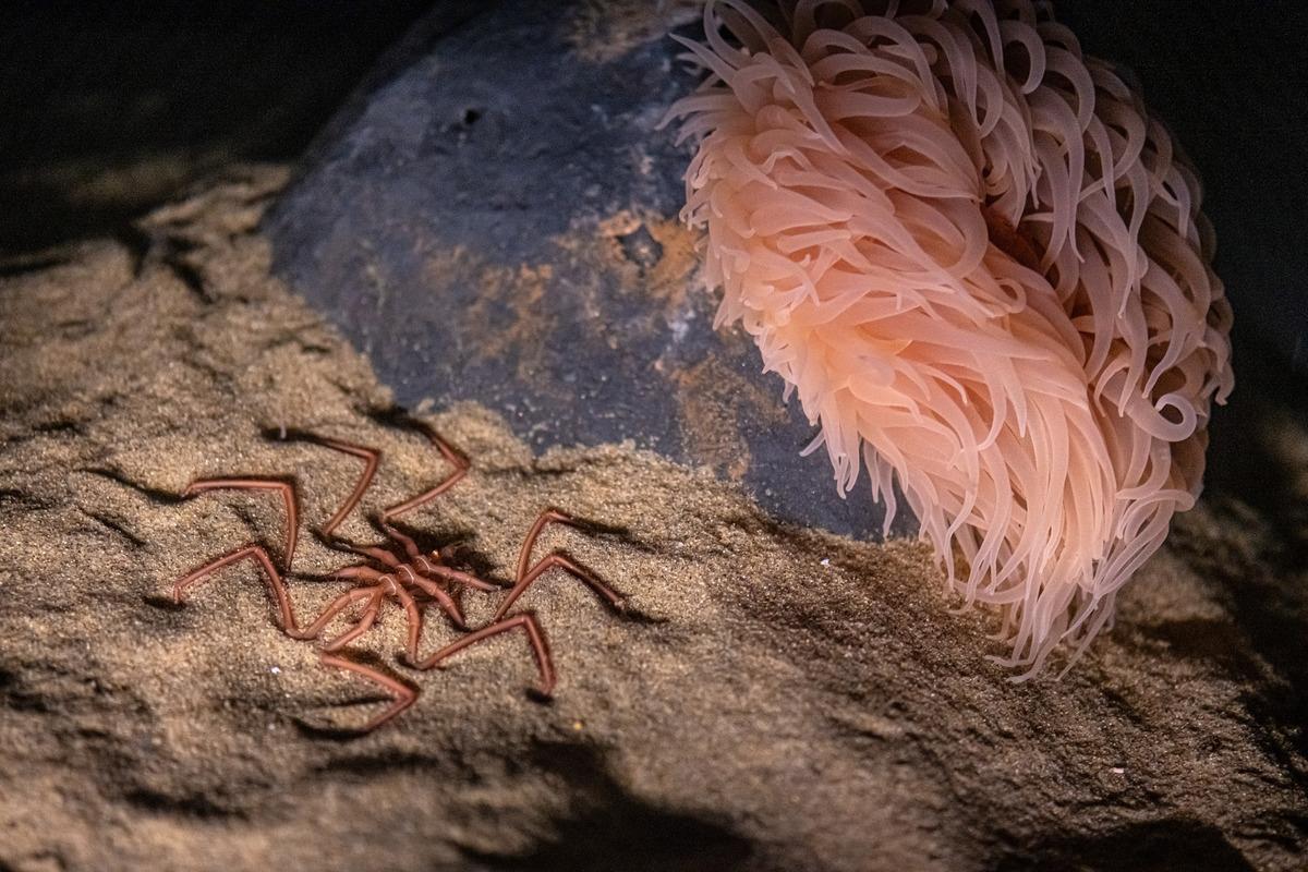 Oceanic Spiders: What to Know About These Underwater Creatures