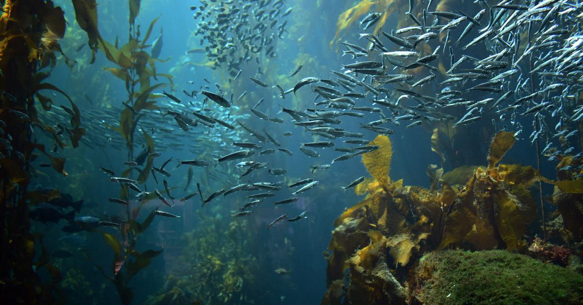 How Global Warming Affects Fish: Rising Ocean Temperatures ...