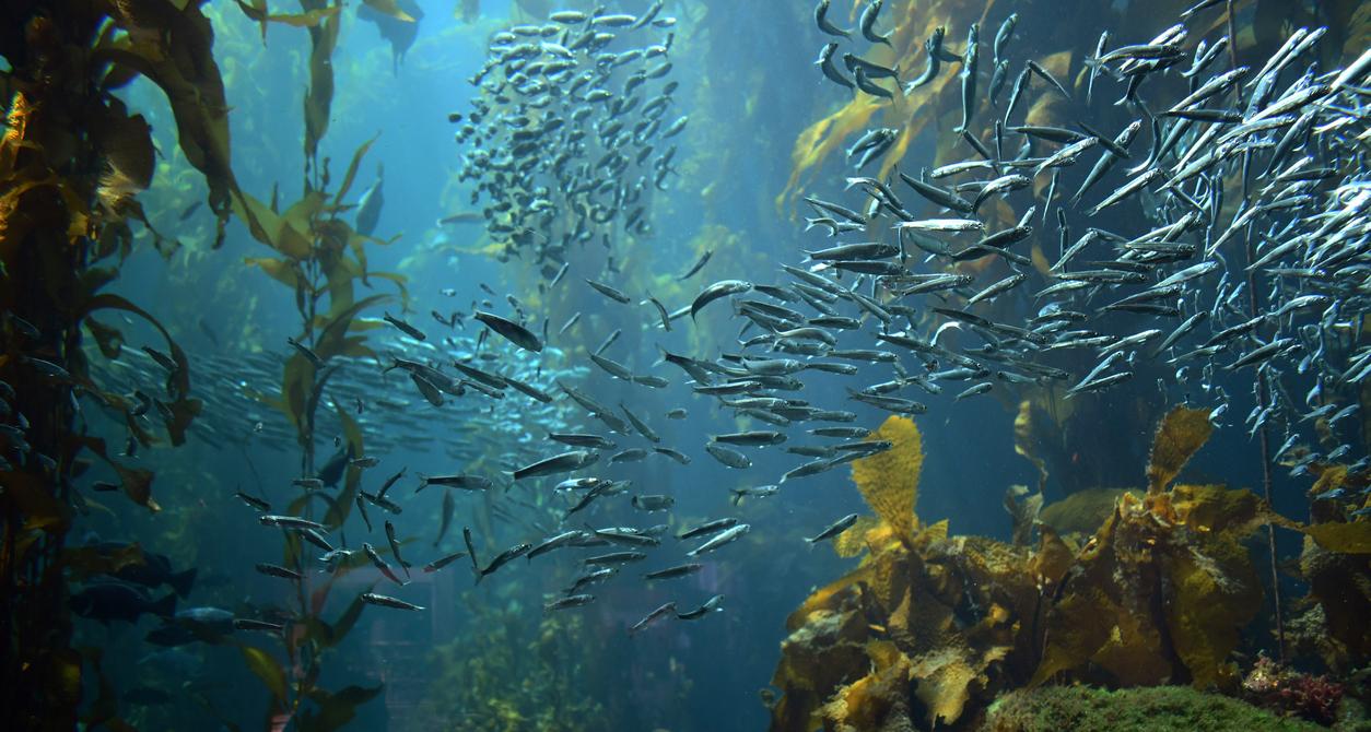 How Global Warming Affects Fish: Rising Ocean Temperatures ...