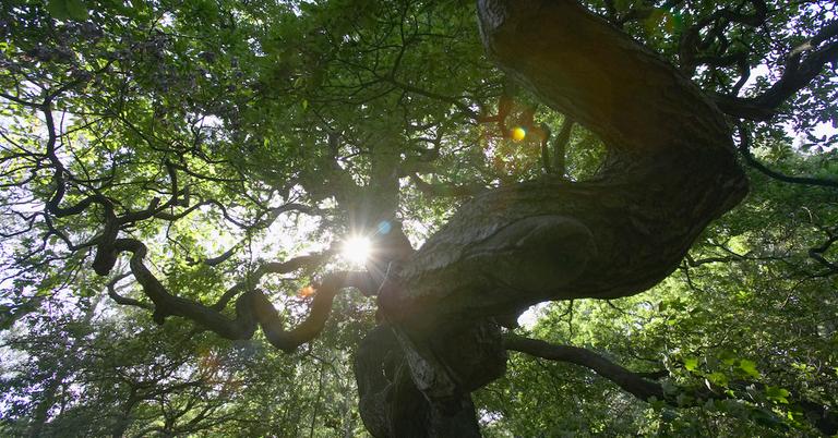 How Much Oxygen Does a Tree Produce? What You Need to Know