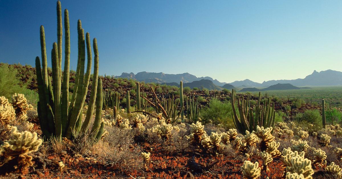 Succulent Poaching in Africa Stems from Our Houseplant Obsession