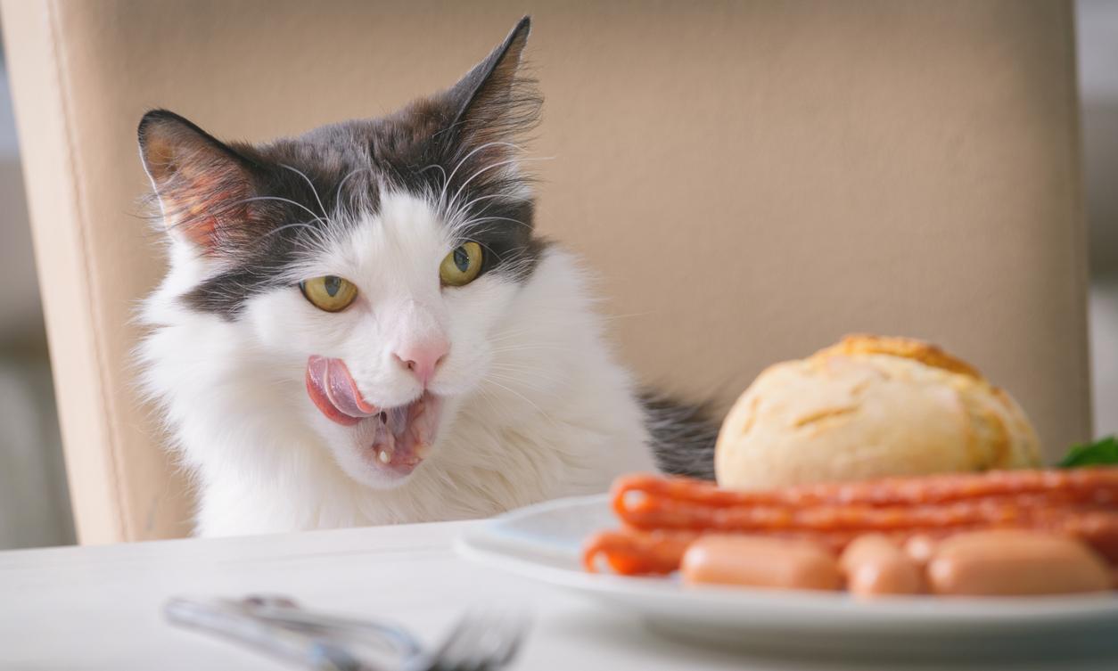 Can Cats Eat Bacon? A Deep Dive Into This Controversial Food