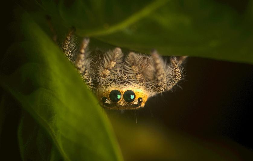 Why Are Jumping Spiders so Cute? The Species Is Captivating the Web