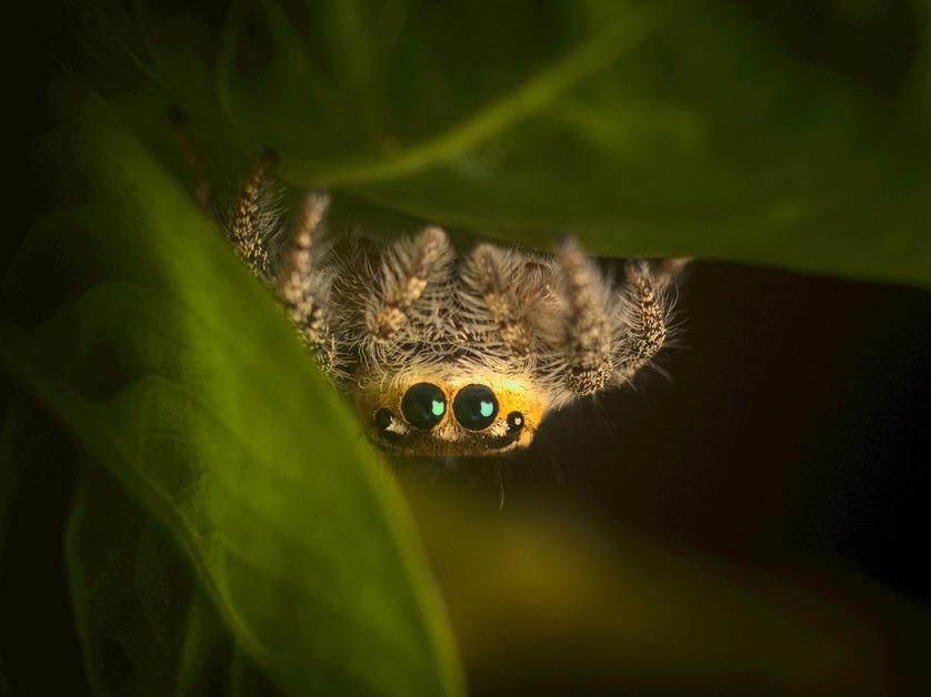 Why Are Jumping Spiders so Cute? The Species Is Captivating the Web