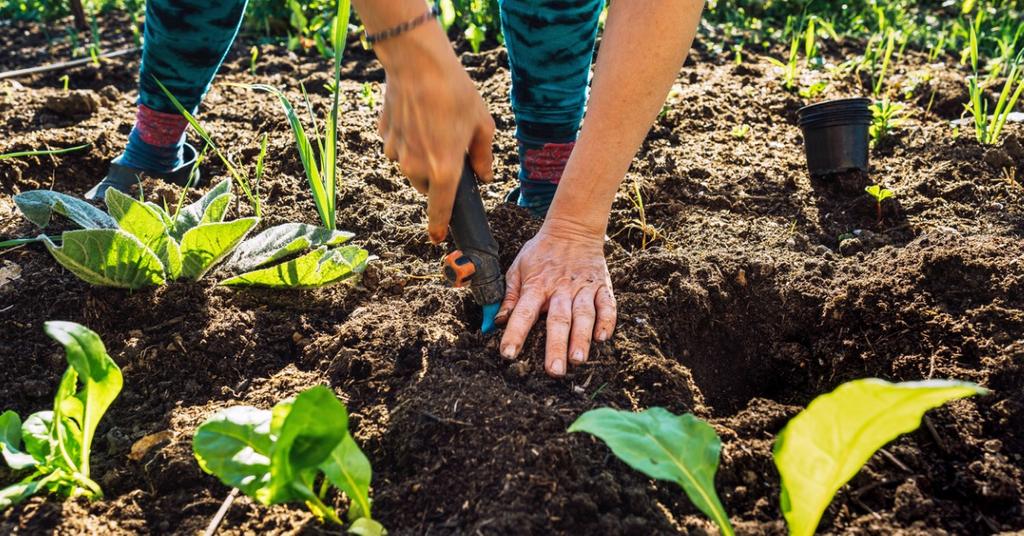 How to Use Compost as Fertilizer
