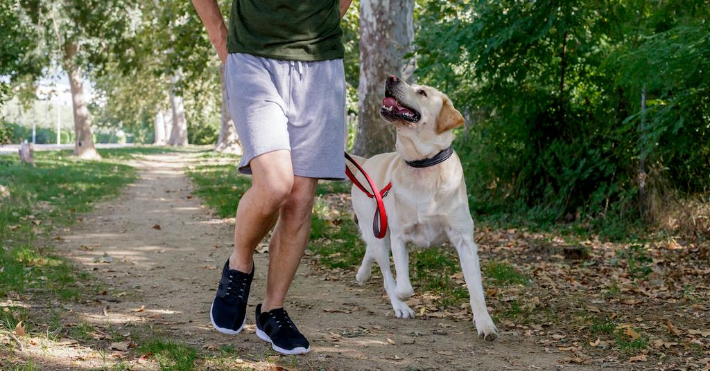 Do Dogs Like Running With Their Humans? Here's What Experts Say