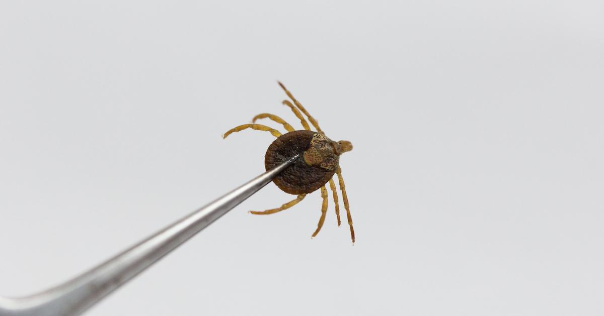 Global Warming Causes Ticks to Gravitate to Humans, So Watch Out